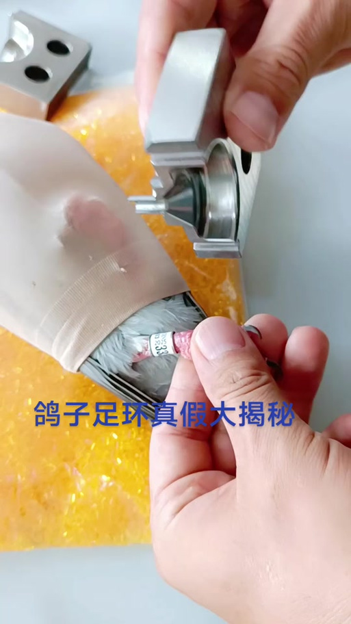 鸽子足环查询图标