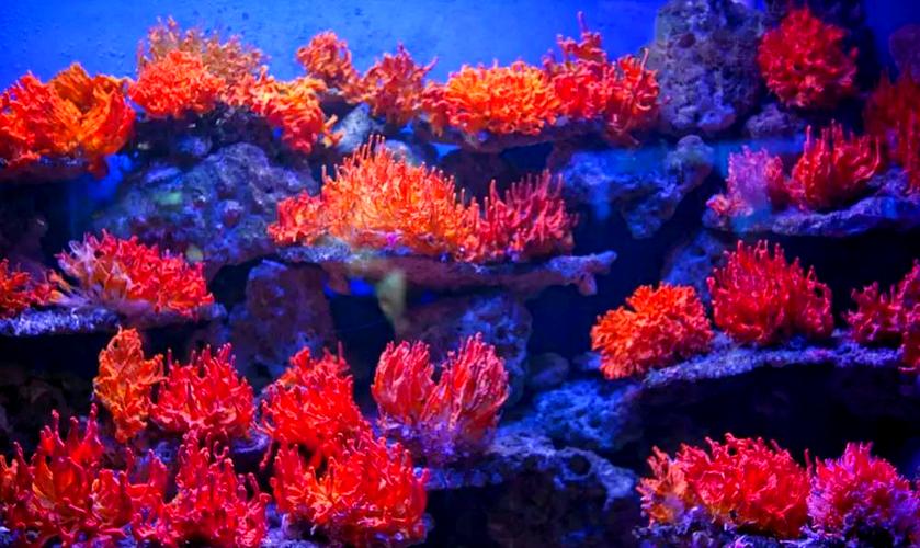 海底宝石种类截图