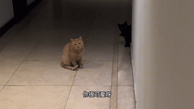 猫饿了喂它吧关卡8截图