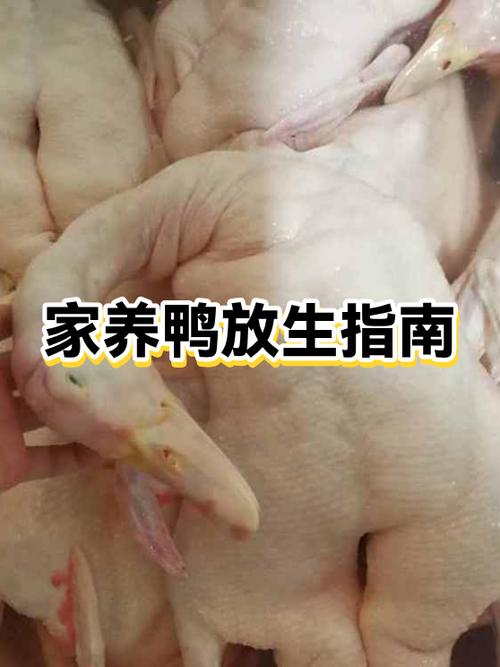 鸭子怎么养在家里图标