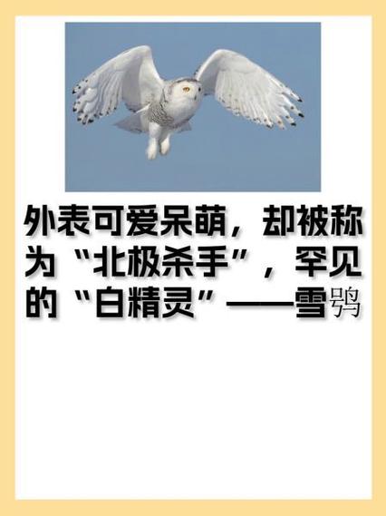 雪鸮比喻什么样的人图标