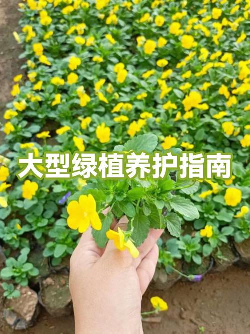 小苏打加白醋可以治黄叶病吗图标
