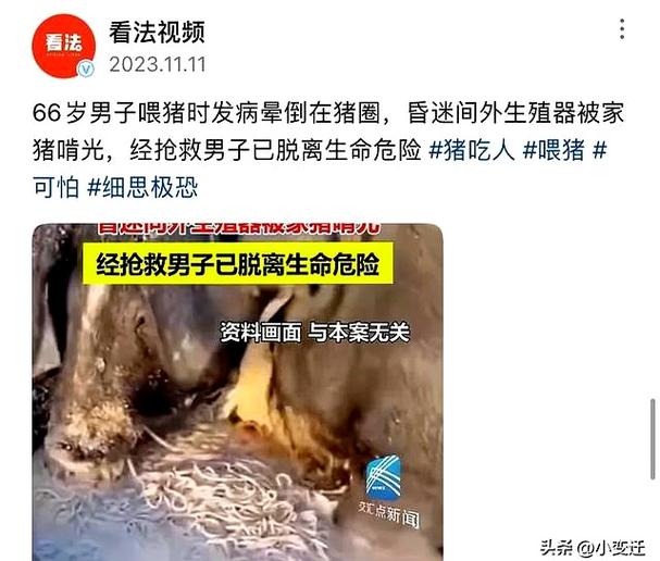 猪吃人真实案例图标