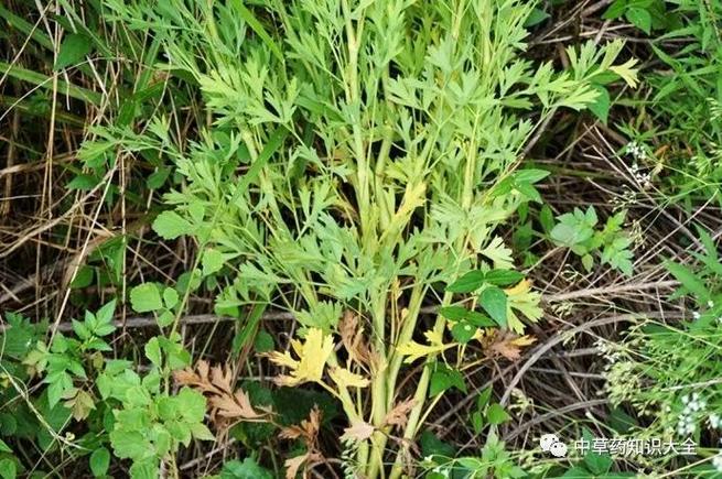 农村叫黄风的草药图标