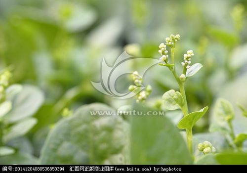 越南菠菜截图