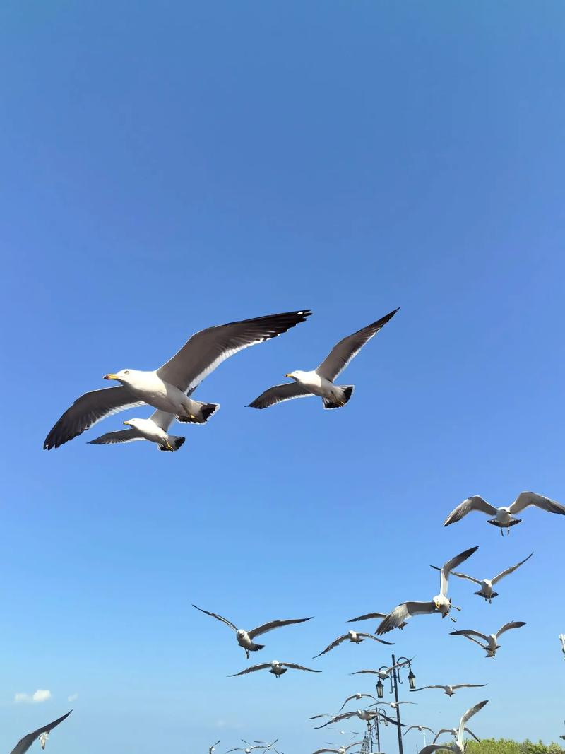 飞咻迷晕
