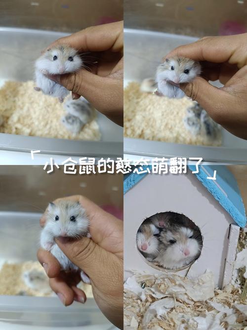 领养仓鼠广告图标