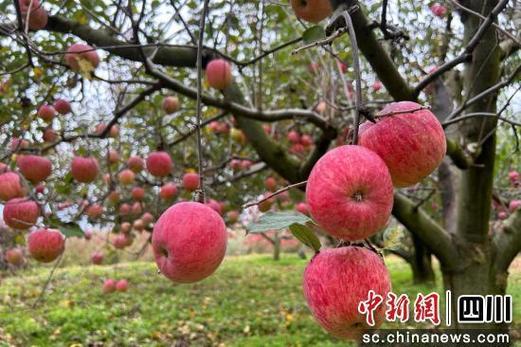 谢谢秒赞什么意思截图
