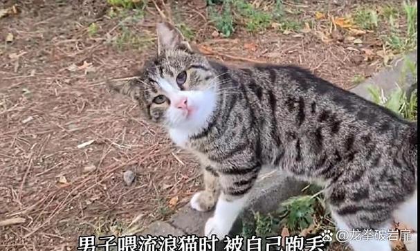 猫咪丢了还能找回来吗图标