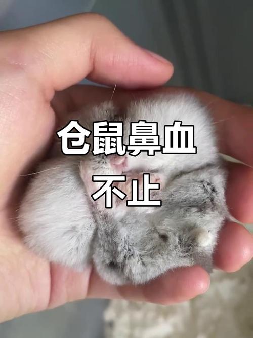 仓鼠为什么流鼻血图标