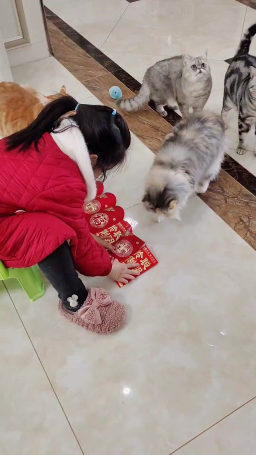 领养猫猫红包风俗缩略图