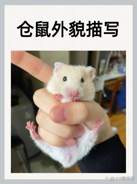 仓鼠缩成一团一抽一抽怎么回事截图