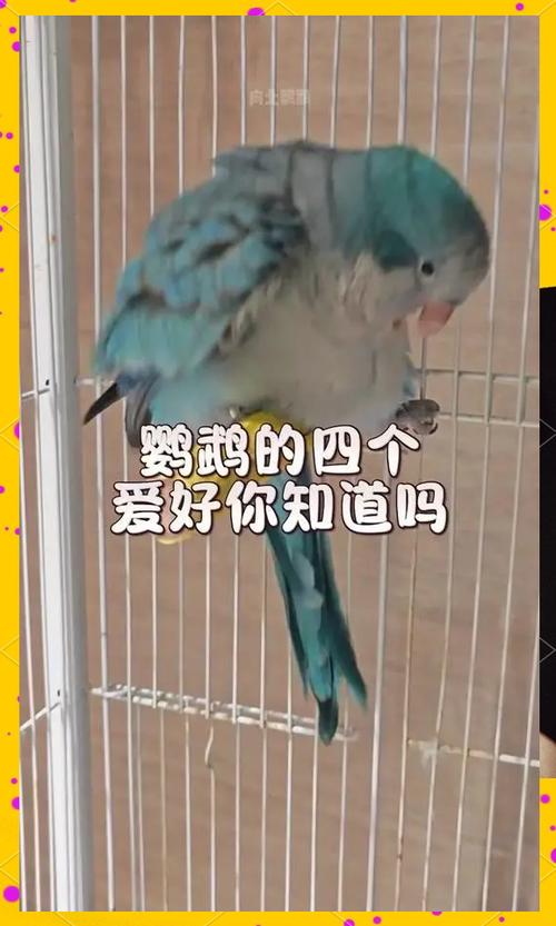鹦鹉对什么感兴趣截图
