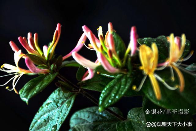 银花是什么花图标