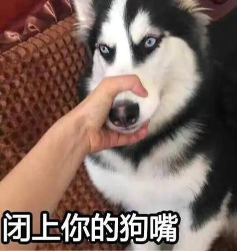 骂人狗比的图片截图