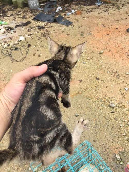 正宗蝴蝶猫图标