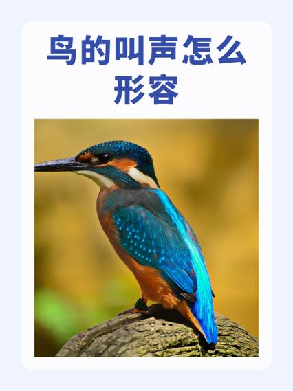 知更鸟叫声图标