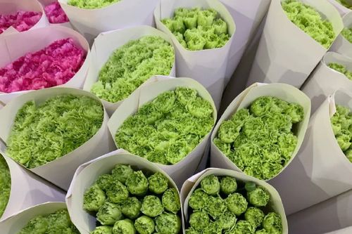 康乃馨鲜花价格图标