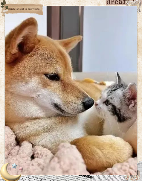 如何让猫接受狗图标
