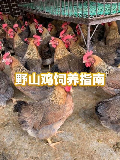 鸡怎么养,要注意什么图标