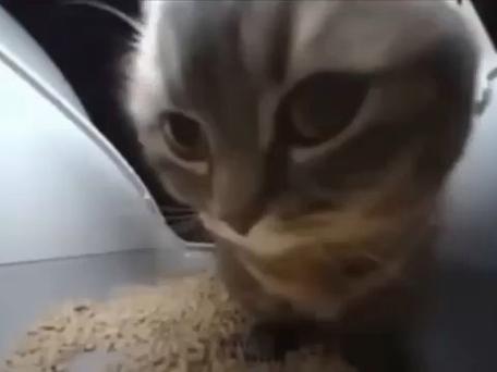 chipchip小猫盖瑞模组截图
