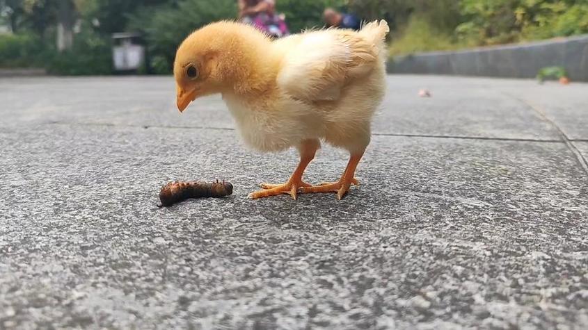 小鸡的生活日常图标