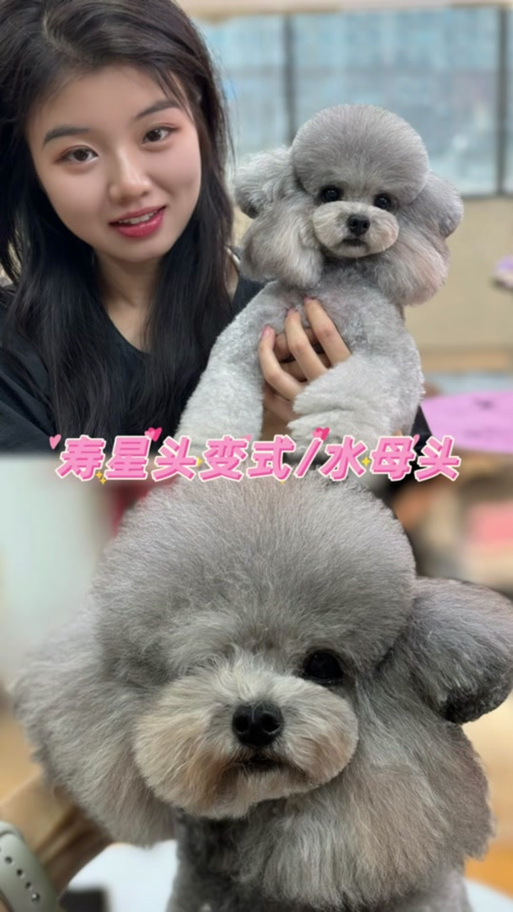 宠物店狗狗剪毛价格表图标