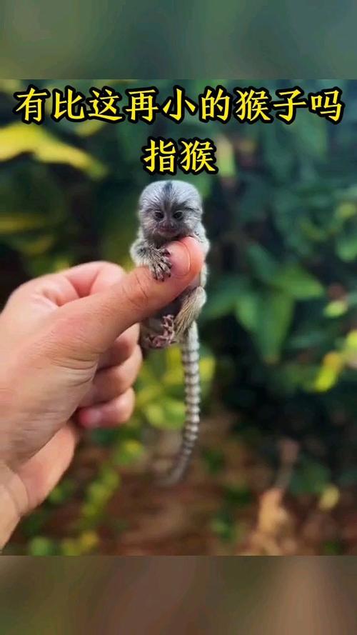 拇指猴视频图标