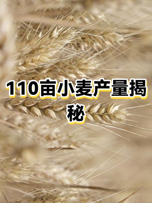 10亩小麦一年利润多少图标