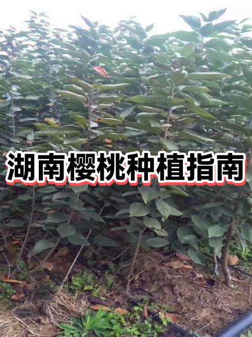 种植樱桃赚钱吗图标
