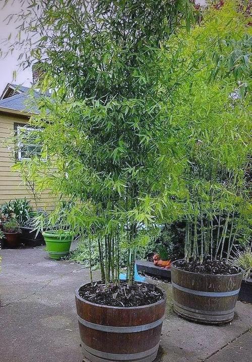 哪种竹子适合庭院种植图标