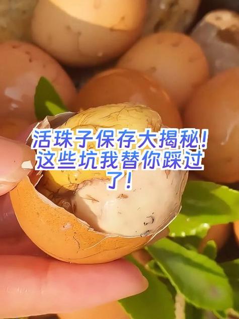 活珠子的危害有多大图标