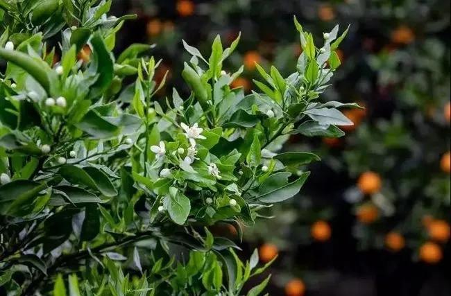 桔子树开花如何去保花保果图标