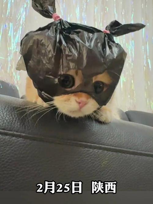怎么给猫戴头套才不会挣脱