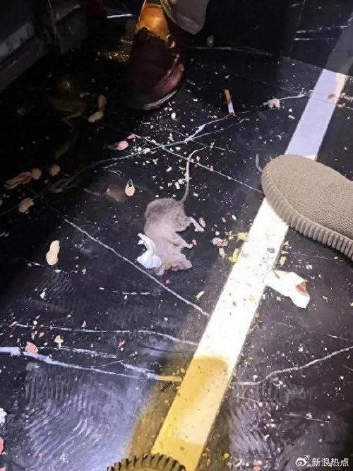 手机掉在了老鼠咬过的东西上截图