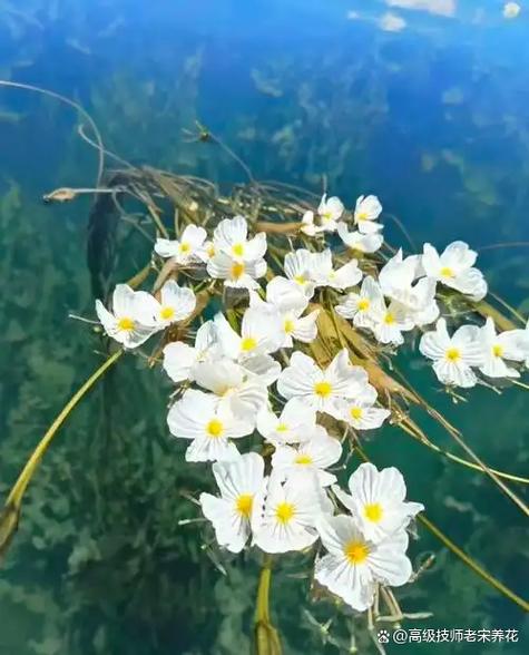 杨花什么时候开花季节图标