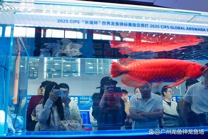 祥龙鱼场官方网站图标