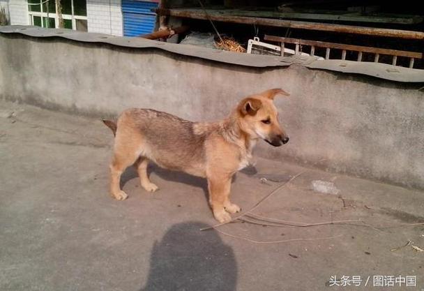 抗日细狗2图标
