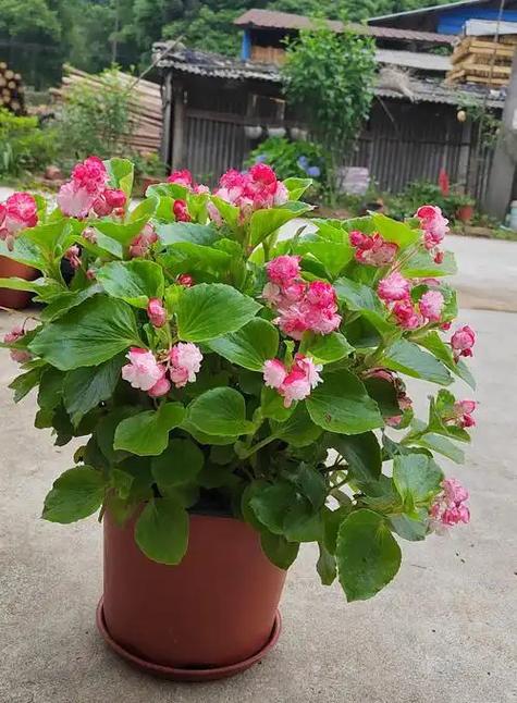 小花仙四时花语内购版图标