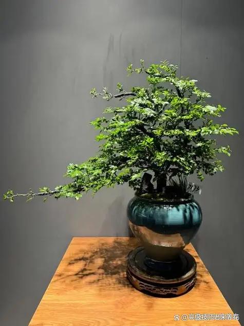 紫檀花的寓意象征是什么截图