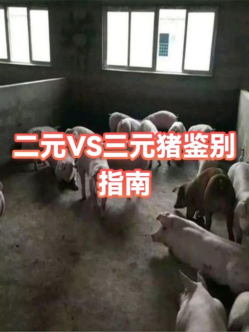 真假三元猪图片对比图标
