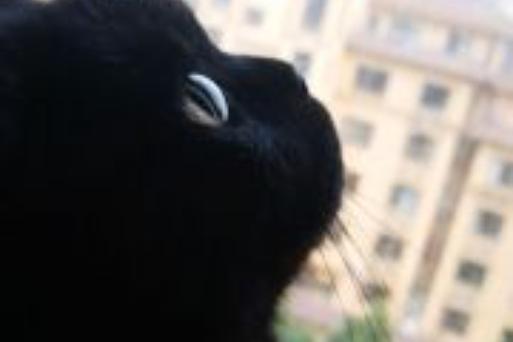 黑猫一般比喻什么人图标