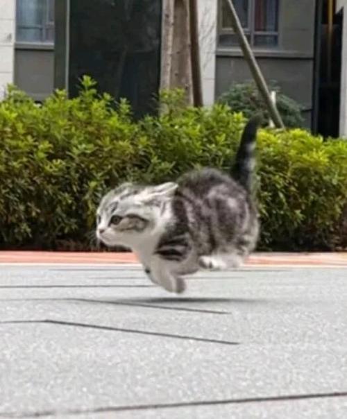 关于小奶猫的视频