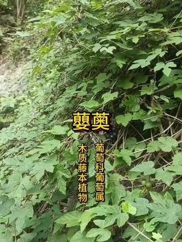 野葡萄主要讲了什么