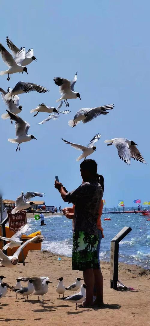 海鸥是暗恋还是暧昧图标