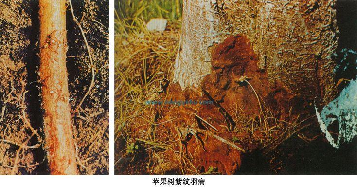 苹果x摔了出现紫色条纹图标