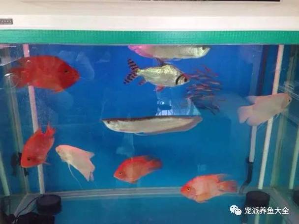 中型鱼混养最佳搭配图标