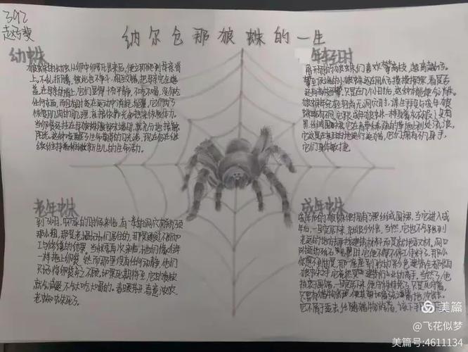昆虫记昆虫档案狼蛛图标