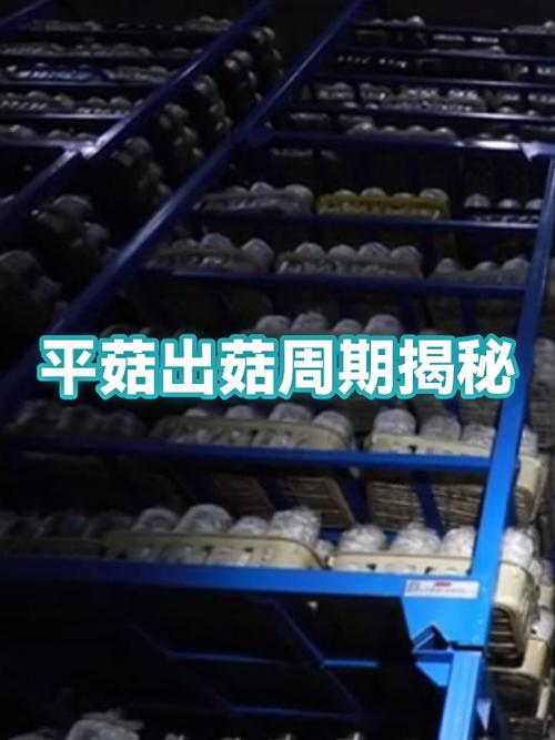 平菇出菇期最怕什么图标