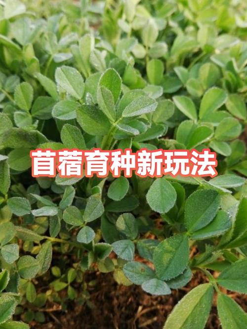 苜蓿草哪里可以找到